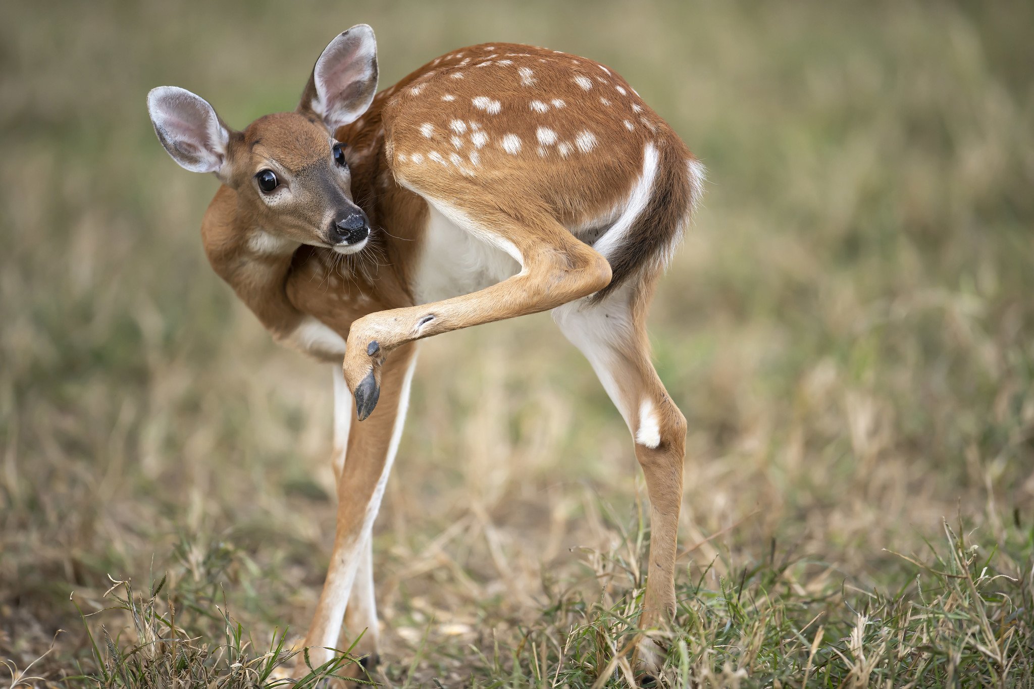 A Hunter’s Guide to Wildlife Diseases