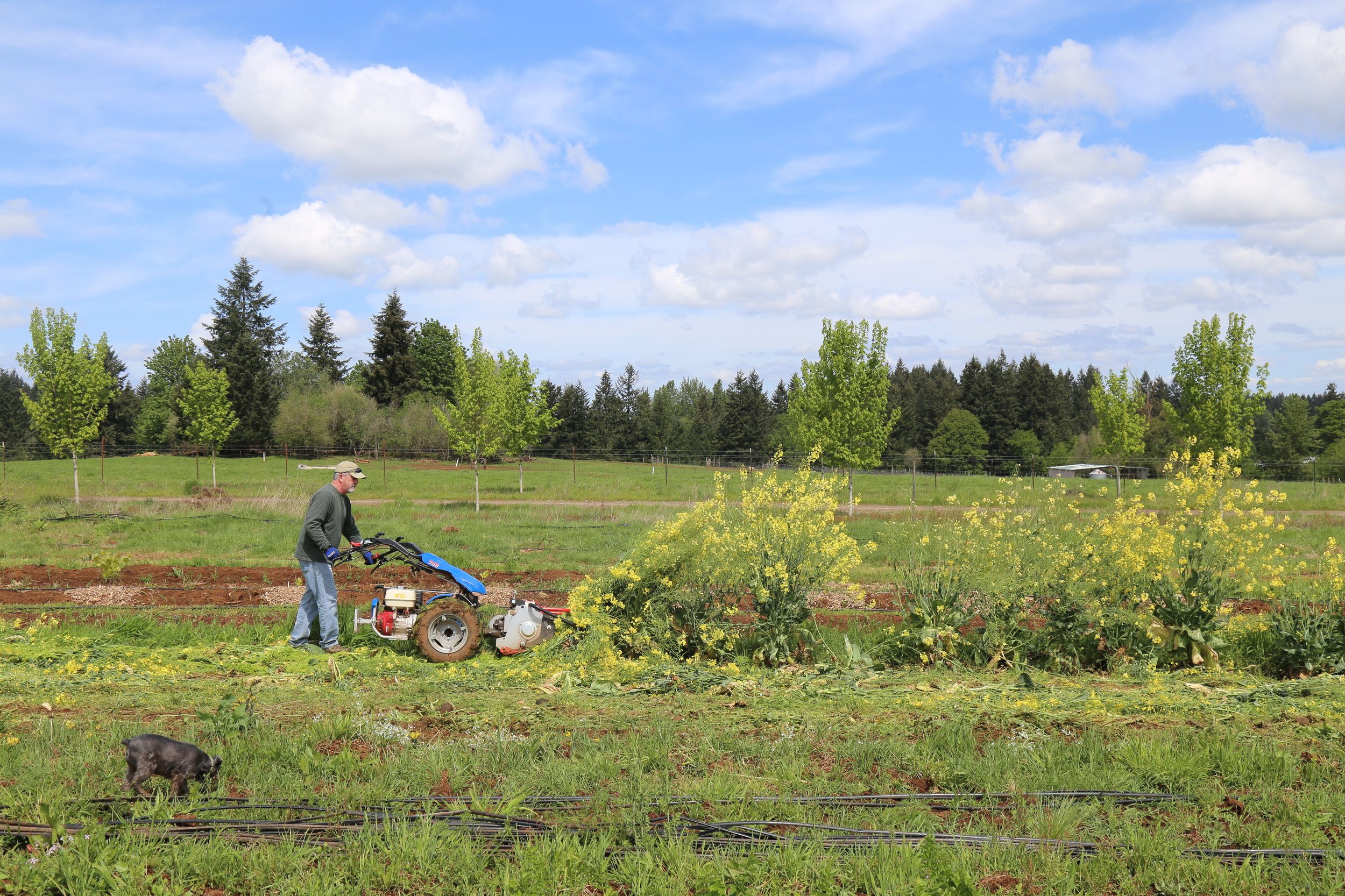 An Introduction to Walk-Behind Tractors for Small Acreage