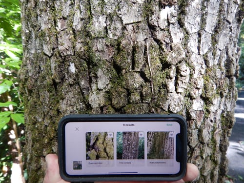 Apps for Tree Identification (and they're all free!)