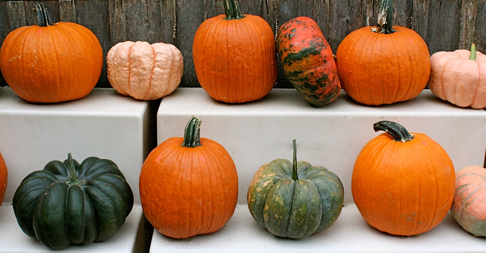 Picking the Perfect Pumpkins: A Guide to Heirloom Pumpkin Varieties