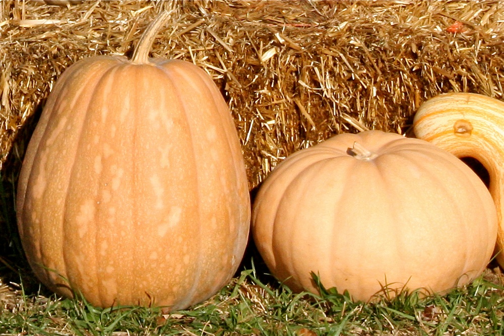 Picking the Perfect Pumpkins: A Guide to Heirloom Pumpkin Varieties