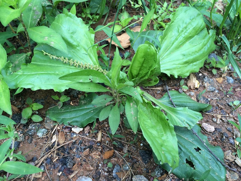 5 wild medicinal herbs of the South every survivalist should know