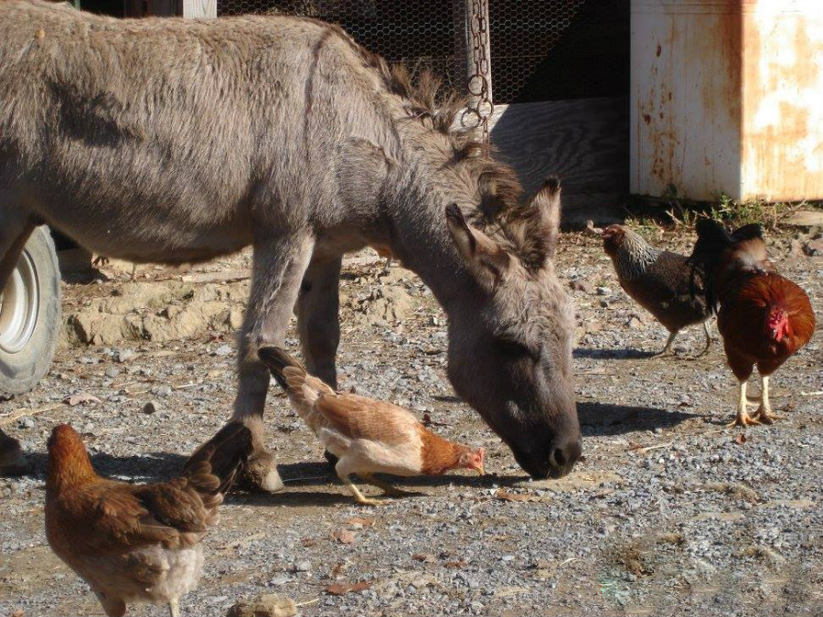 10 Charming Farm Vacation Destinations in the South | Rural Lifestyle