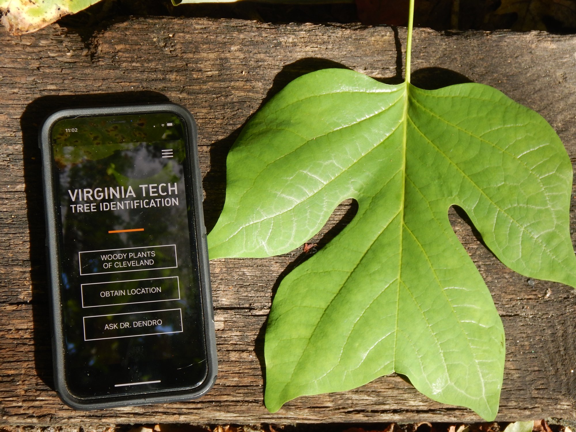 Apps for Tree Identification (and they're all free!)