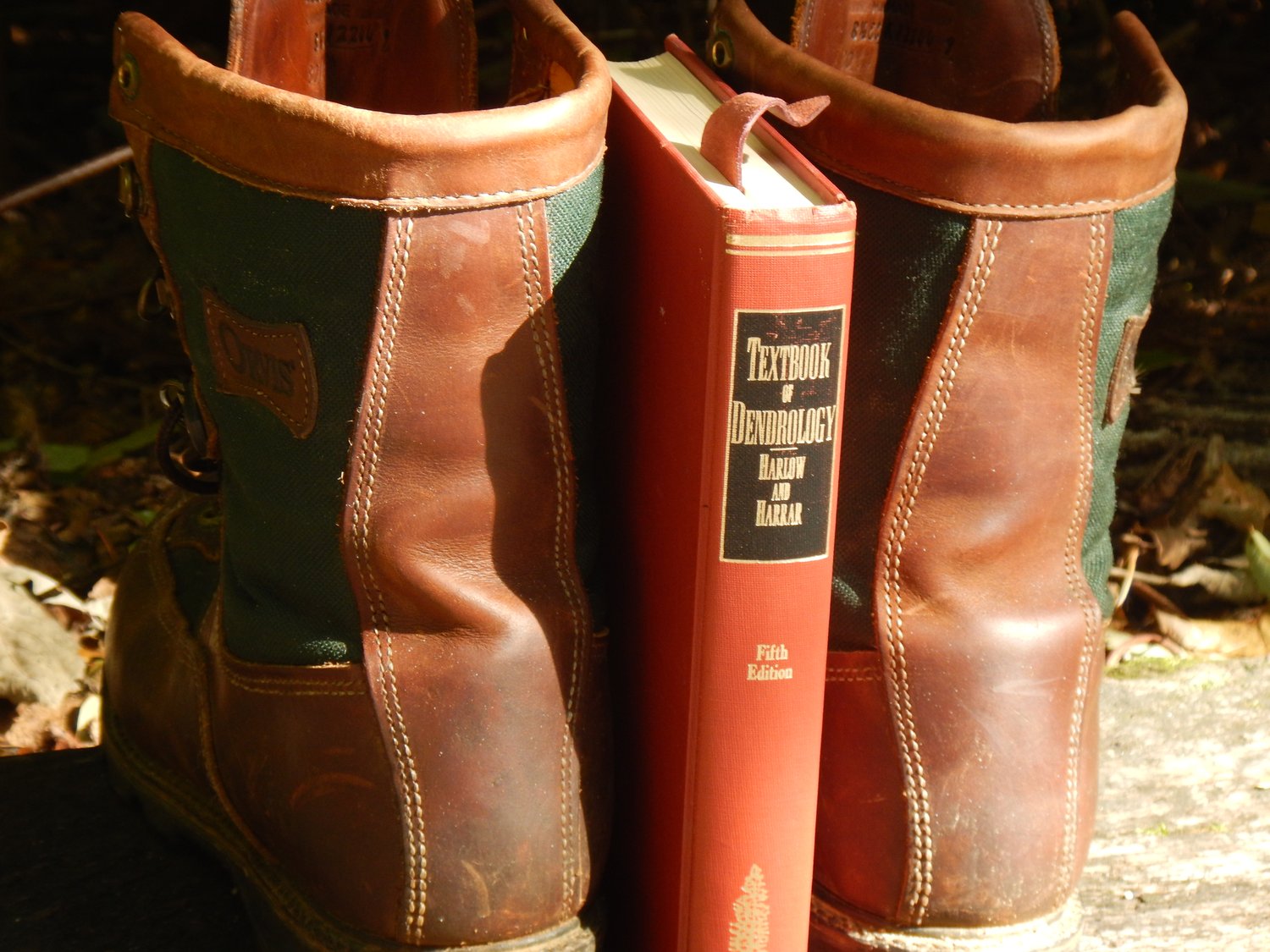 Apps for Tree Identification (and they're all free!)