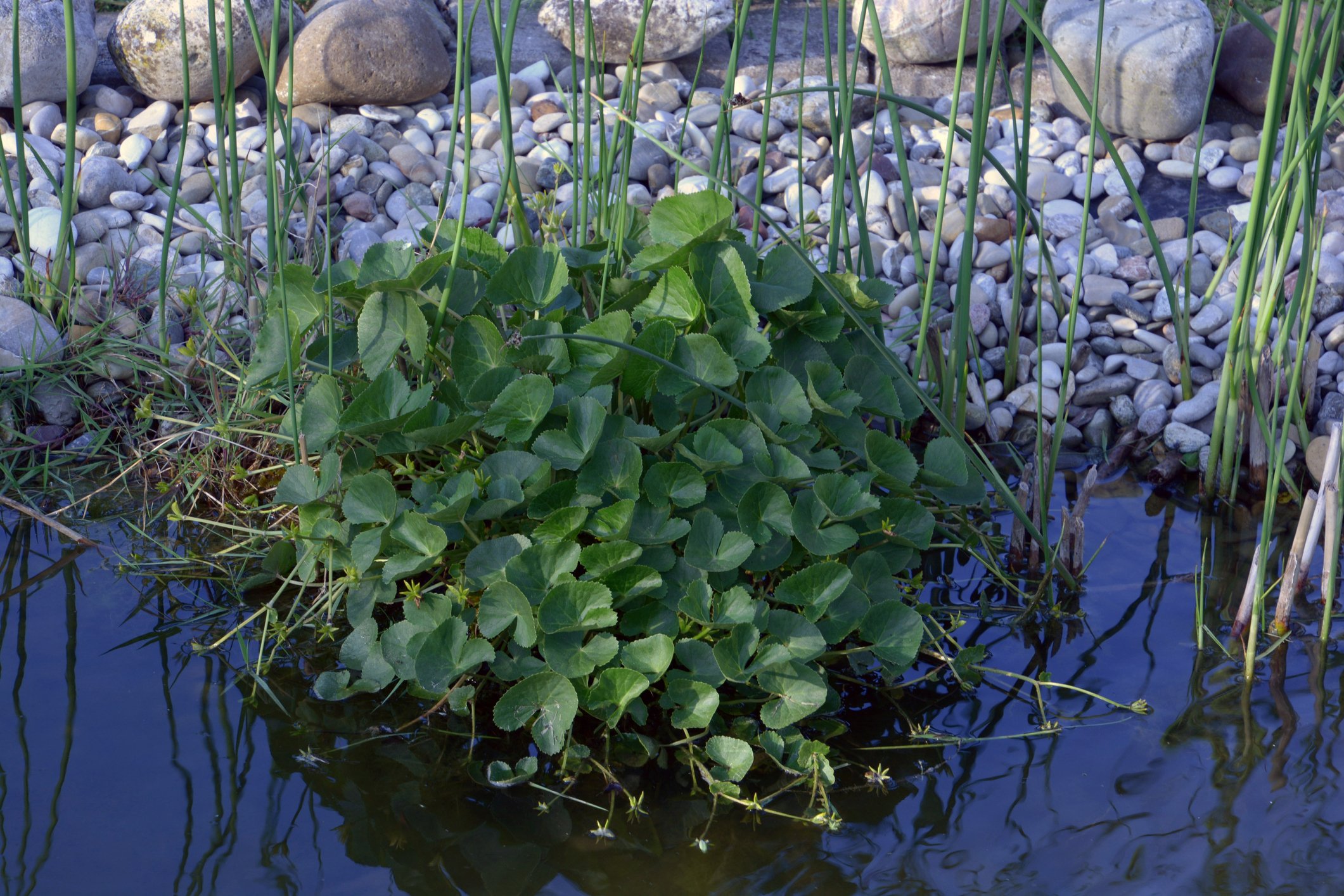 Here’s how to solve boggy problem areas on your land