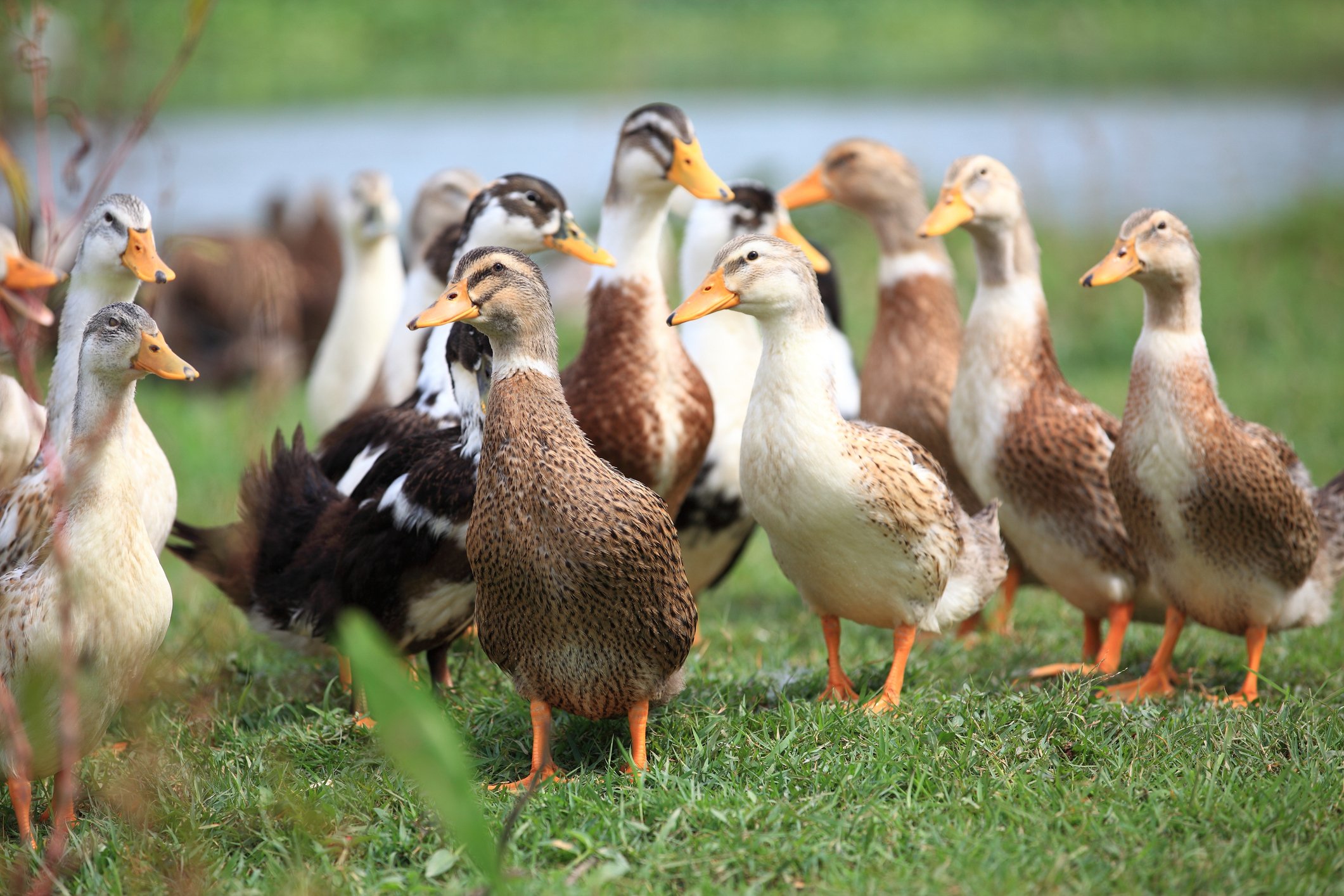 How to Raise Ducks on A Hobby Farm: A Beginner’s Guide