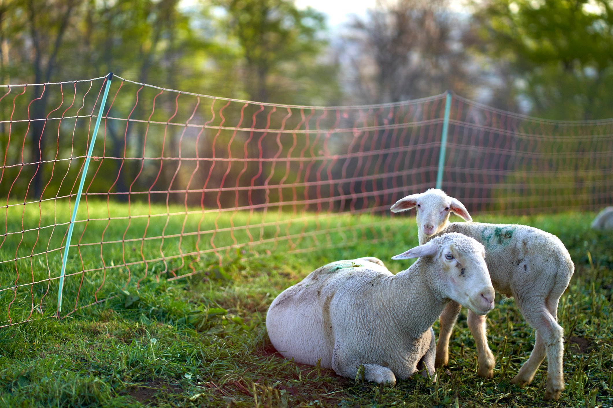 An Introduction to Silvopasture: An Ideal Agroforestry System for Rural ...