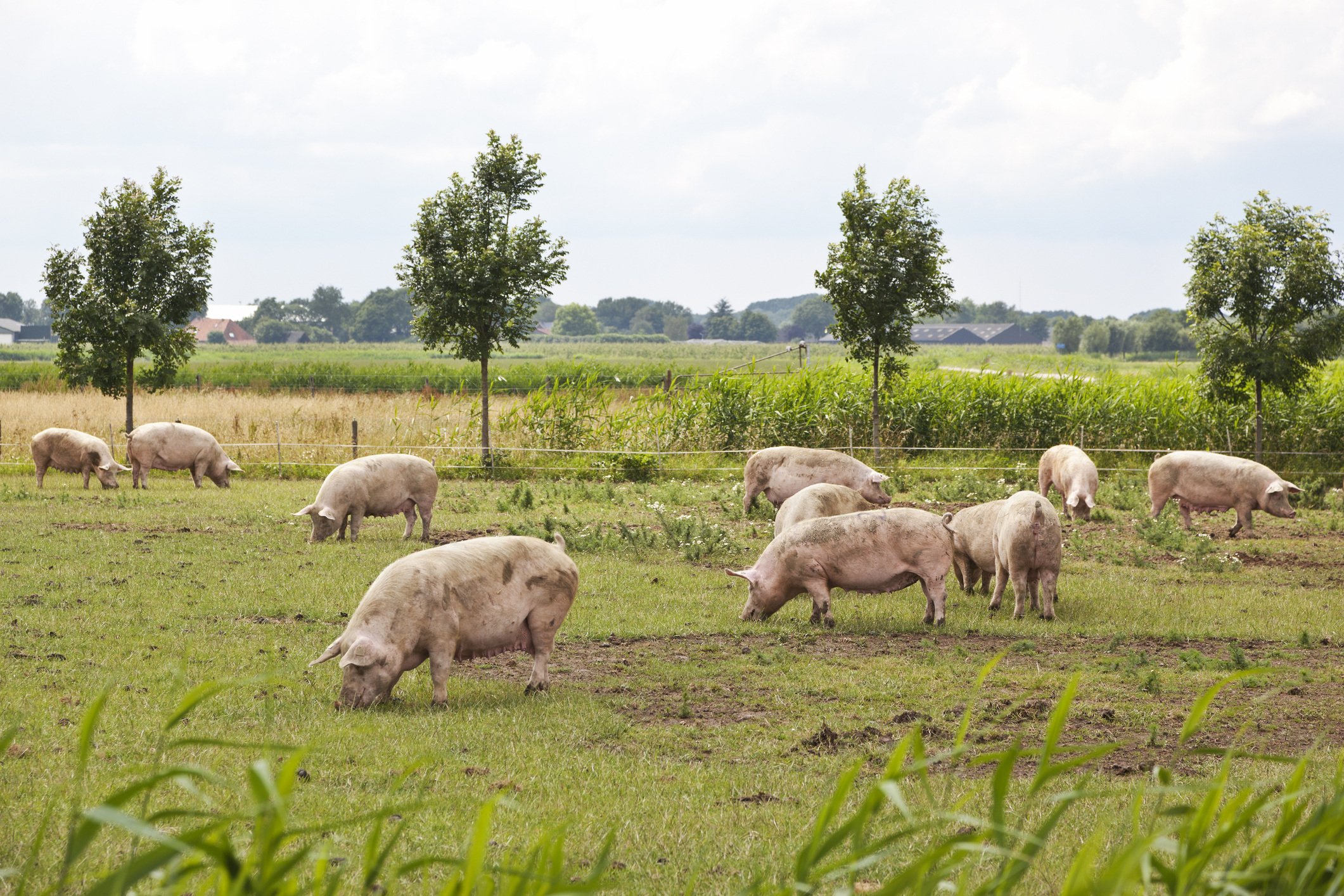 An Introduction to Silvopasture: An Ideal Agroforestry System for Rural ...