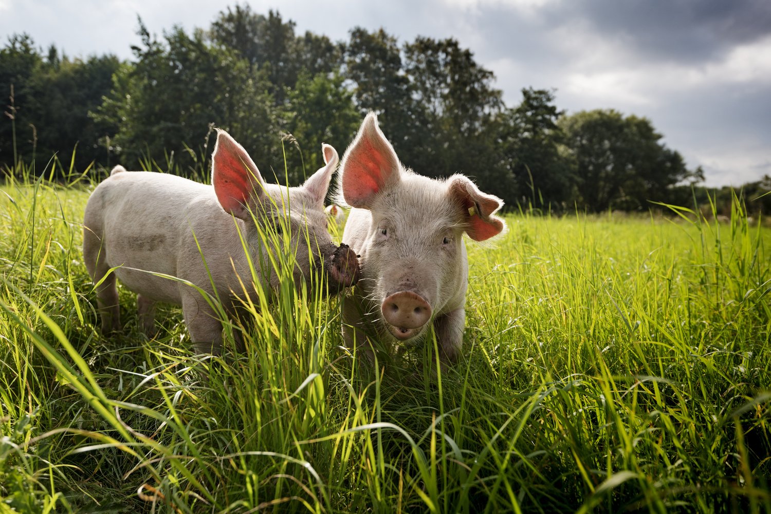How to Get Started Raising Pigs on Your Hobby Farm