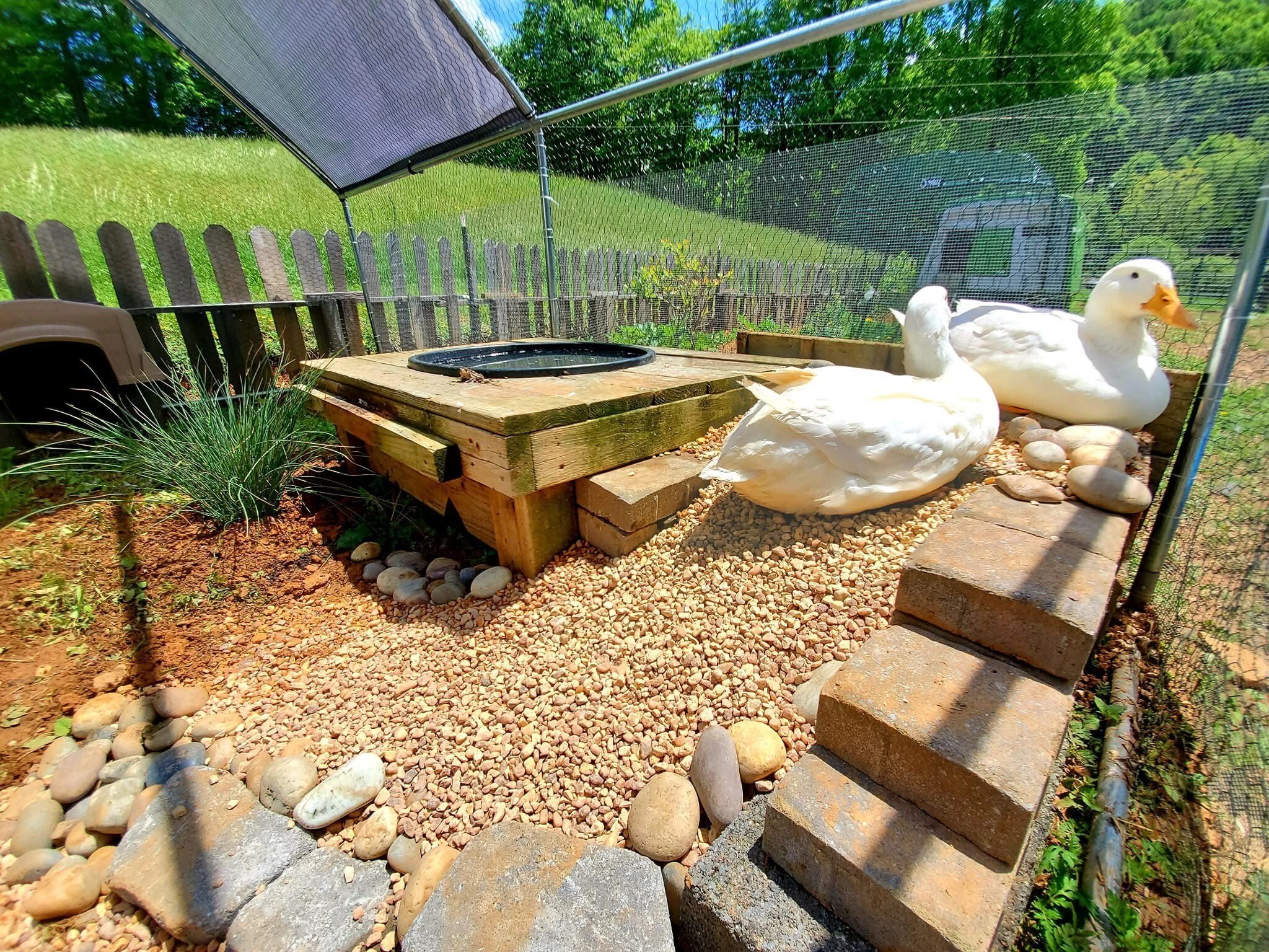 How to Raise Ducks on A Hobby Farm: A Beginner’s Guide