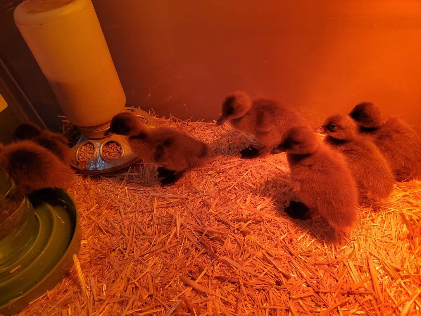 How to Raise Ducks on A Hobby Farm: A Beginner’s Guide
