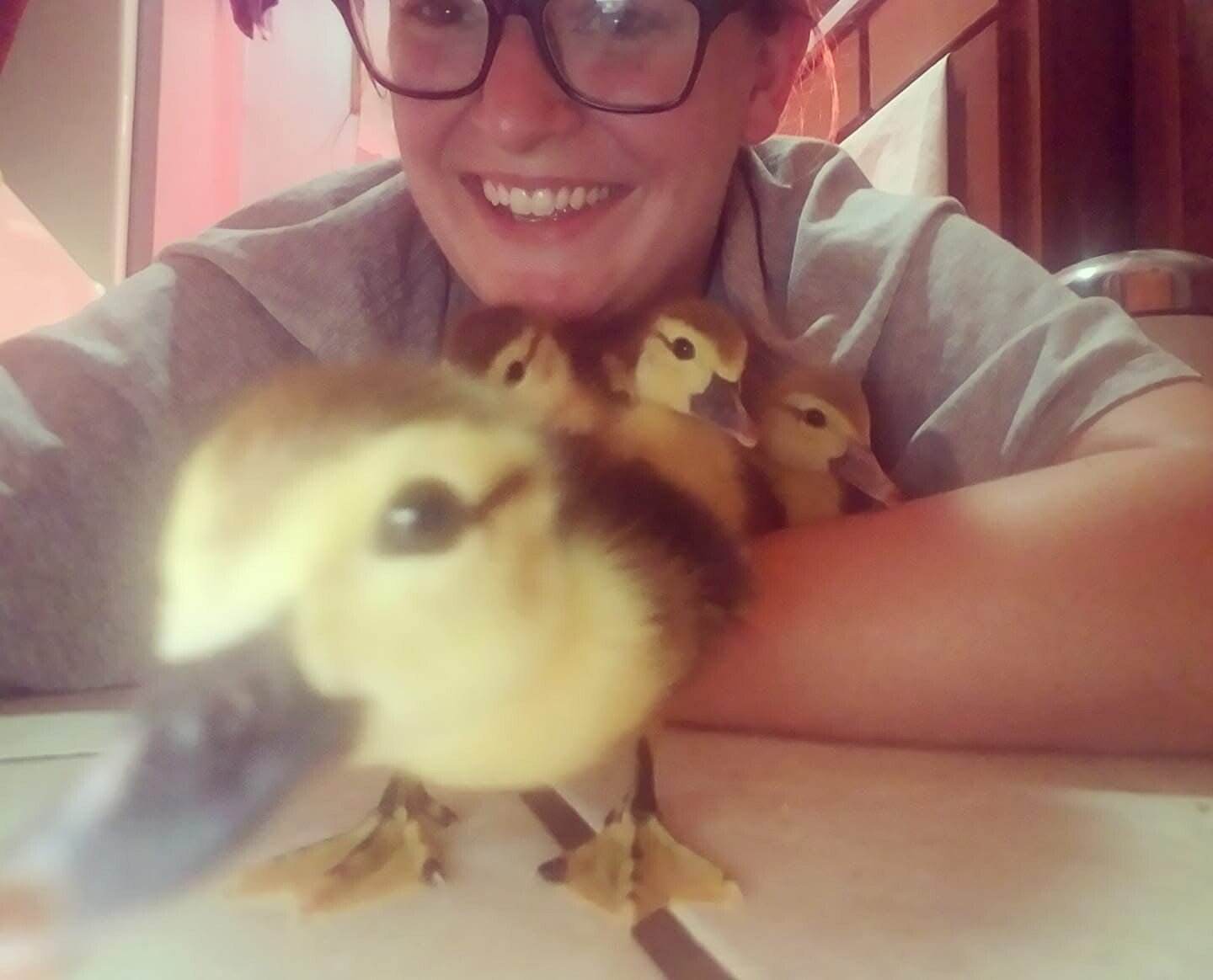 How to Raise Ducks on A Hobby Farm: A Beginner’s Guide