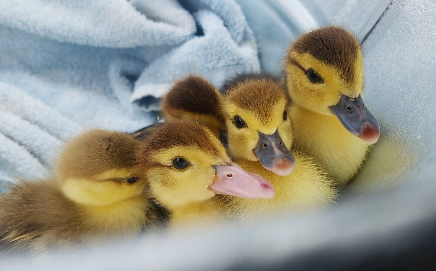 How to Raise Ducks on A Hobby Farm: A Beginner’s Guide