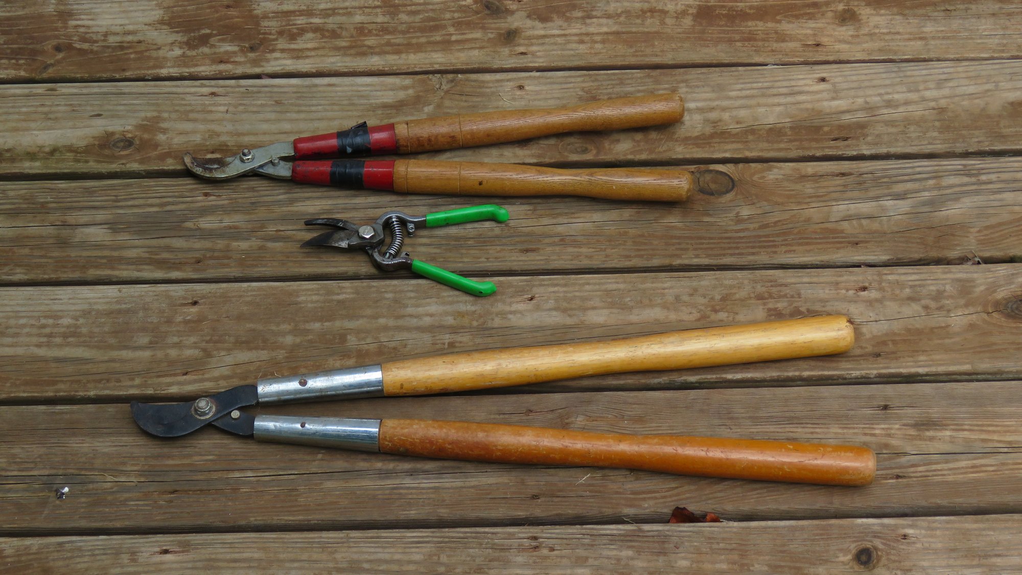 Everything you need to know about tree, bush and vine pruning