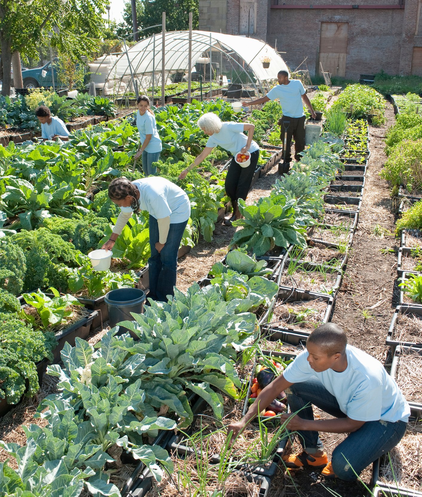Digging Into Community Gardens: How they Work and How to Start One