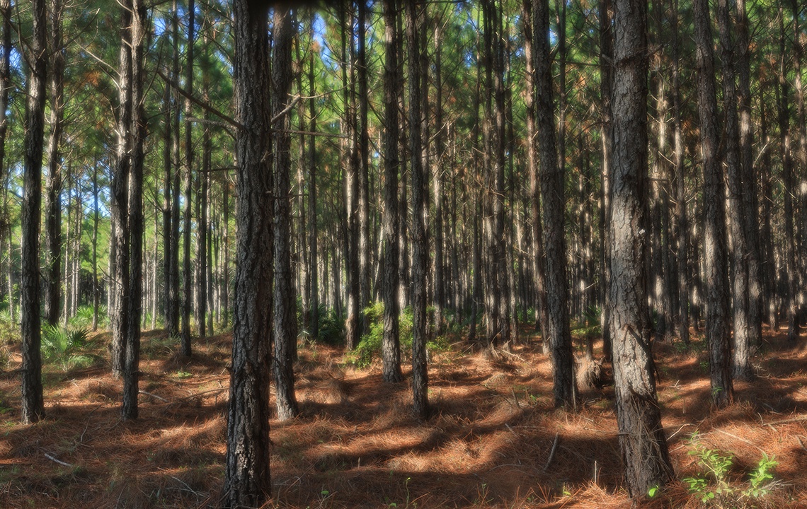 How a Forester Knows If Trees Are Healthy
