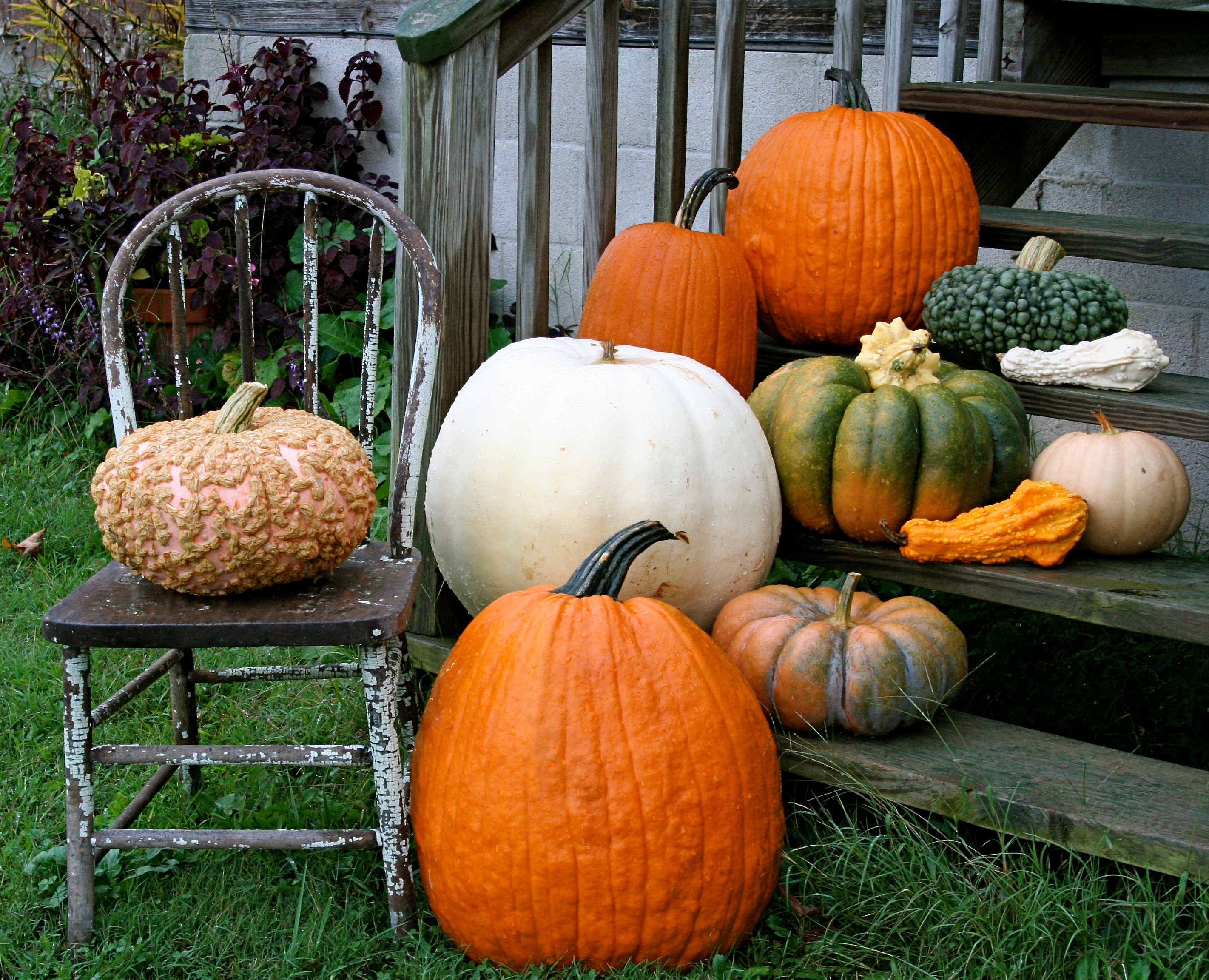 Picking the Perfect Pumpkins: A Guide to Heirloom Pumpkin Varieties