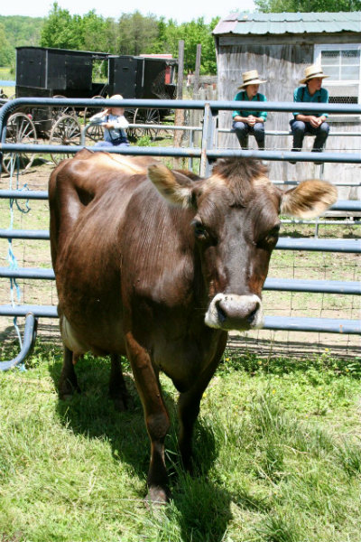 How Did State Fairs Start?