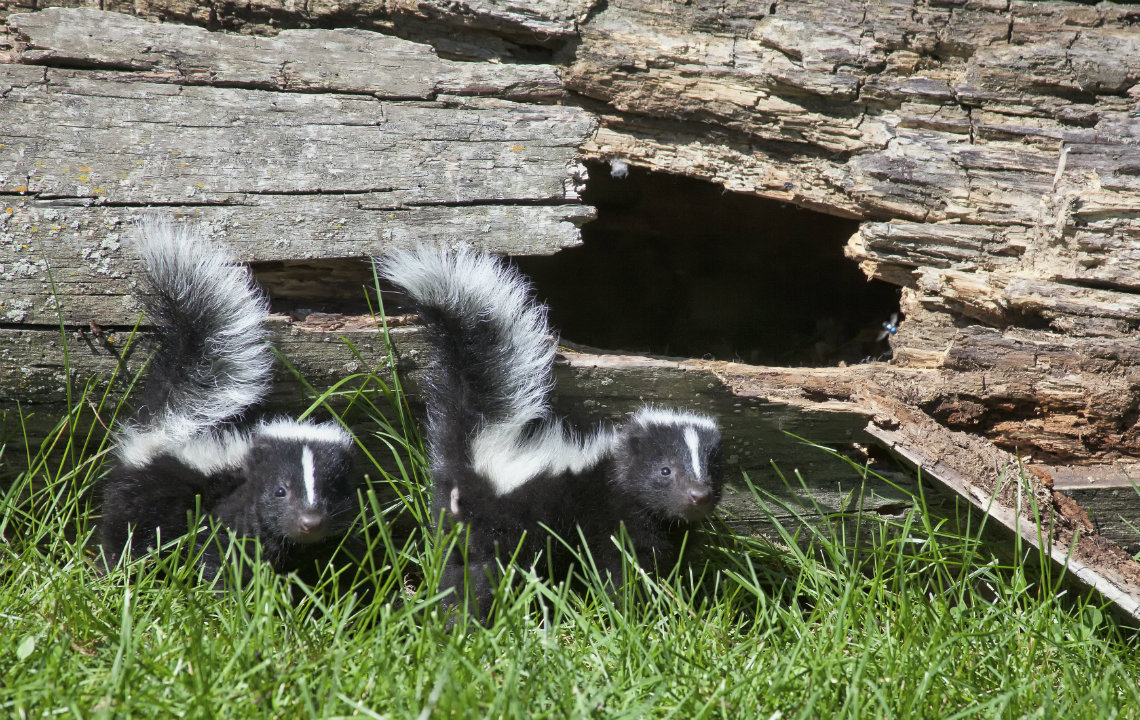 The facts about skunks: they're more interesting than you think