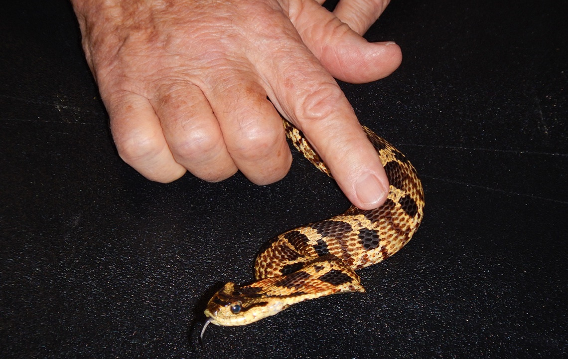 Meet the Snake Doctor: An interview with Whit Gibbons