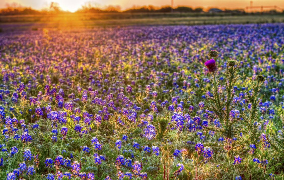 Wildseed Farms: The "Disneyland" of Texas flora