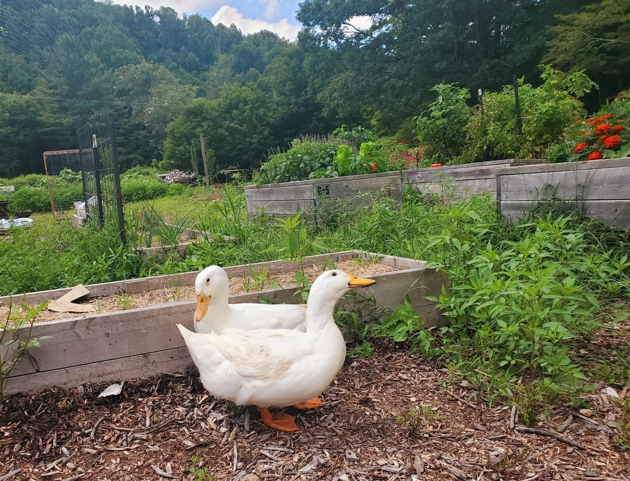 How to Raise Ducks on A Hobby Farm: A Beginner’s Guide