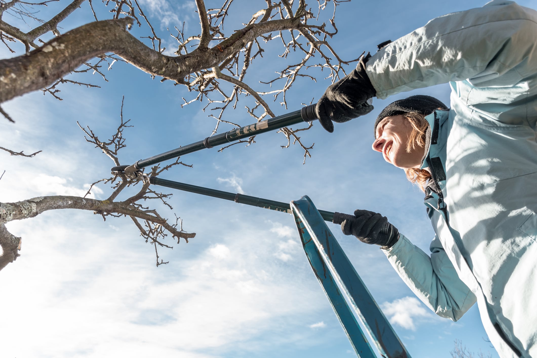 Everything you need to know about tree, bush and vine pruning