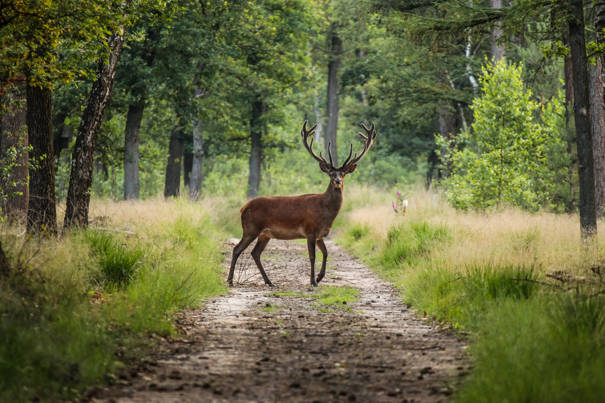 Tips for Selecting Deer Hunting Land (and why small acreage may be best)